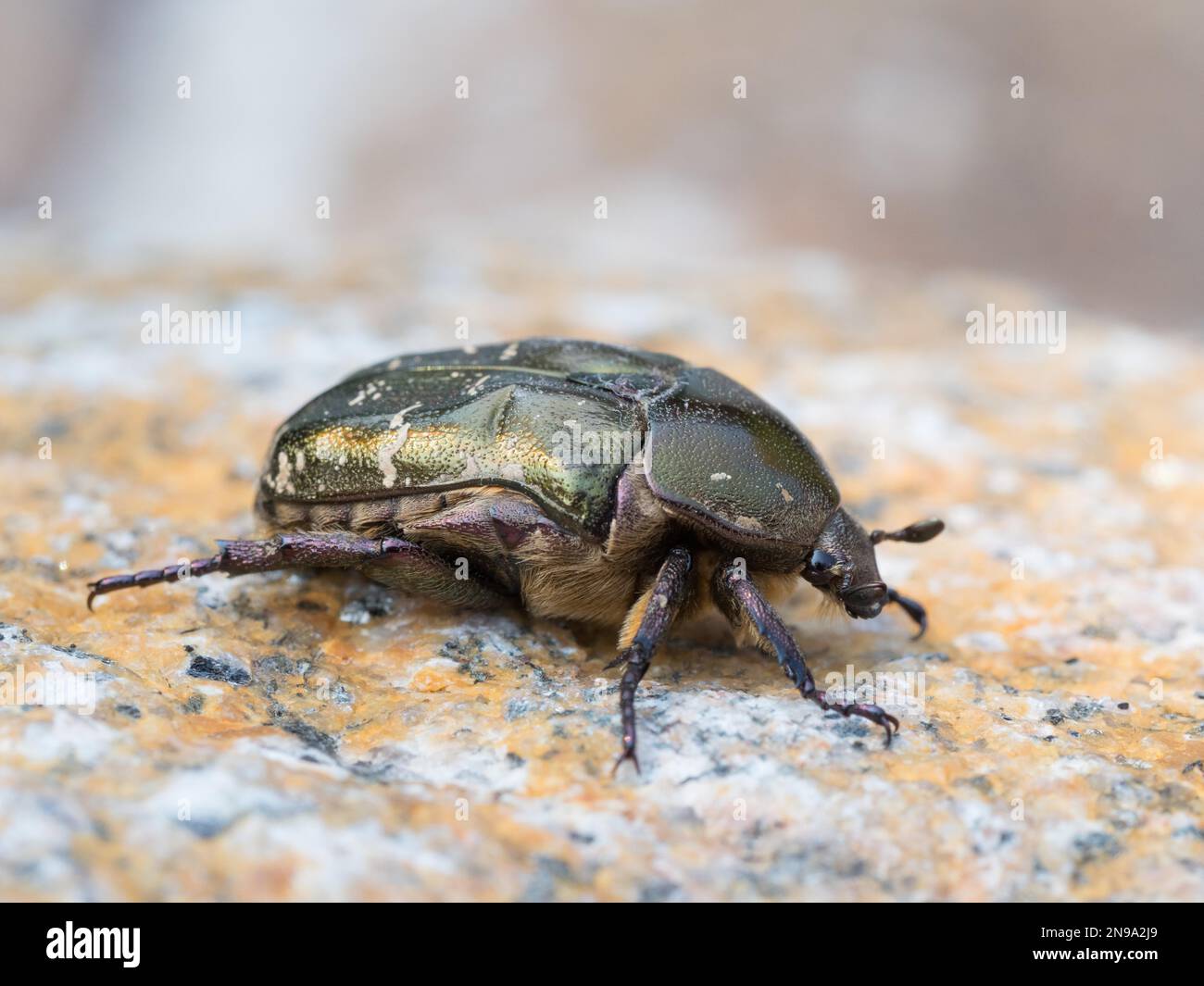 Shiny beetle macro view hi-res stock photography and images - Alamy