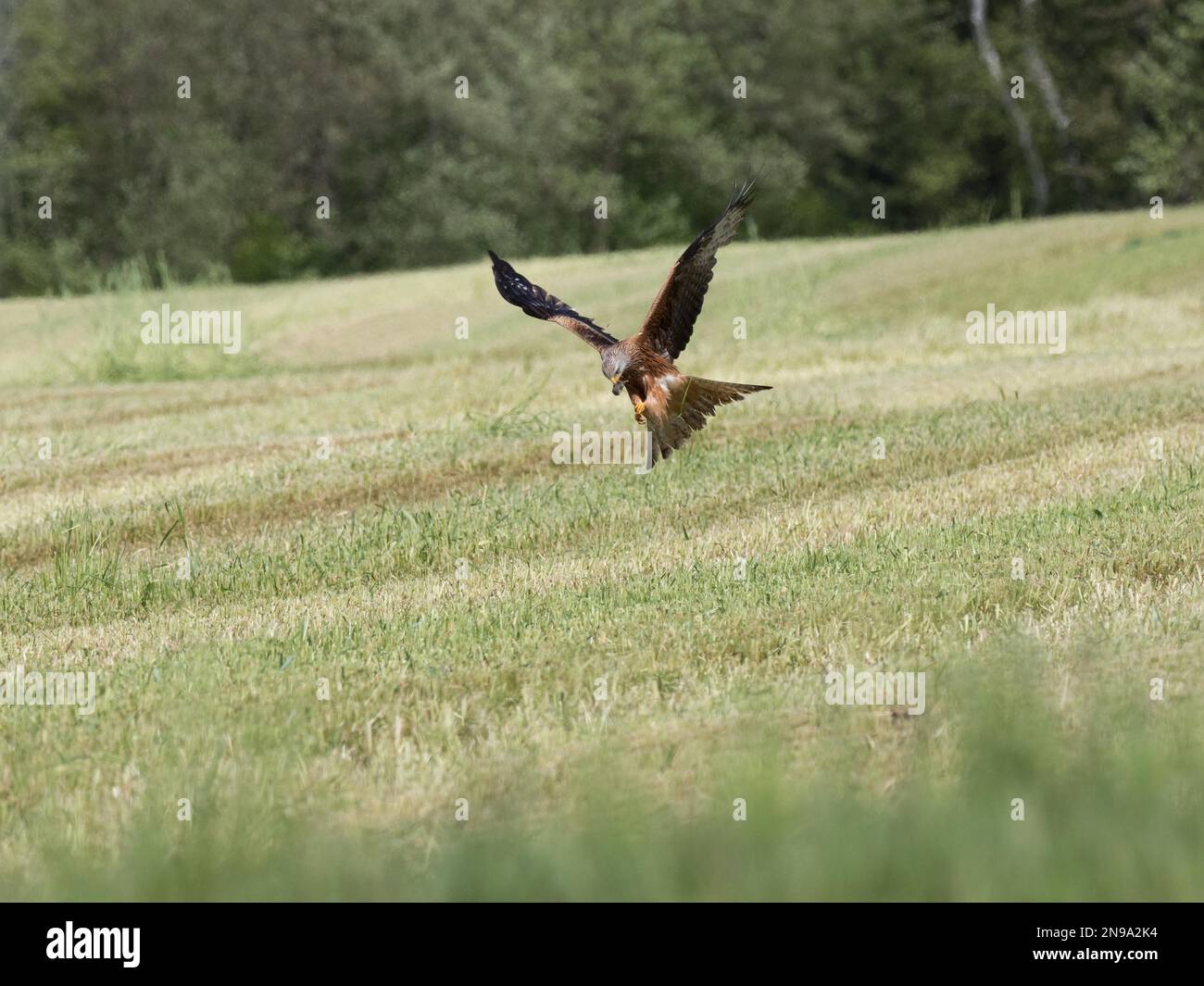 A red kite has captured a field mouse and flies up with it in its beak ...