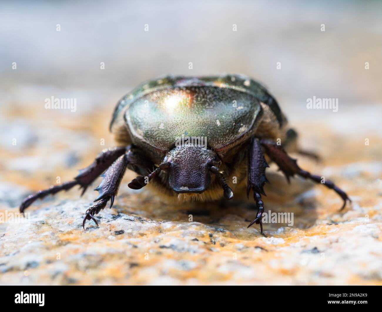 Shiny beetle macro view hi-res stock photography and images - Alamy