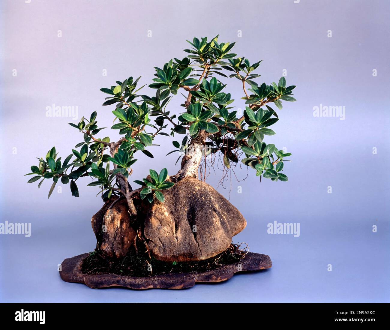 BONSAI FICUS NITIDA (A LONG ISLAND-INDIA FIG CULTIVAR) STYLE: BANYAN ...