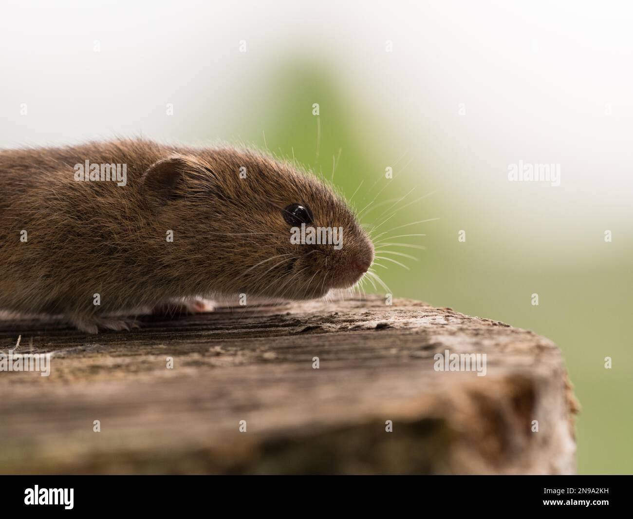 A red-backed vole walks on a tree stump Stock Photo - Alamy