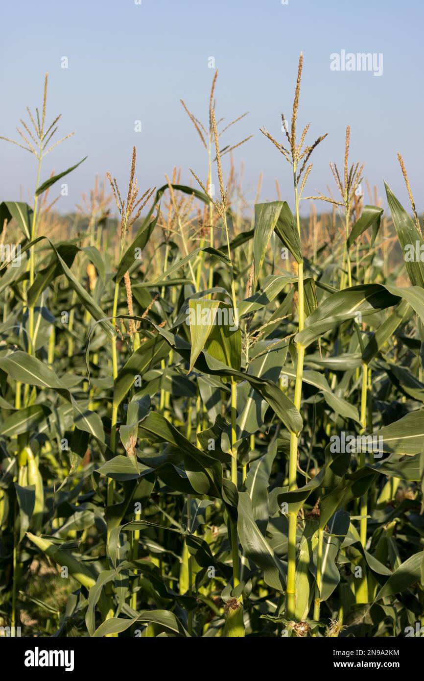 A field full of Maize almost ready to harvest Stock Photo - Alamy