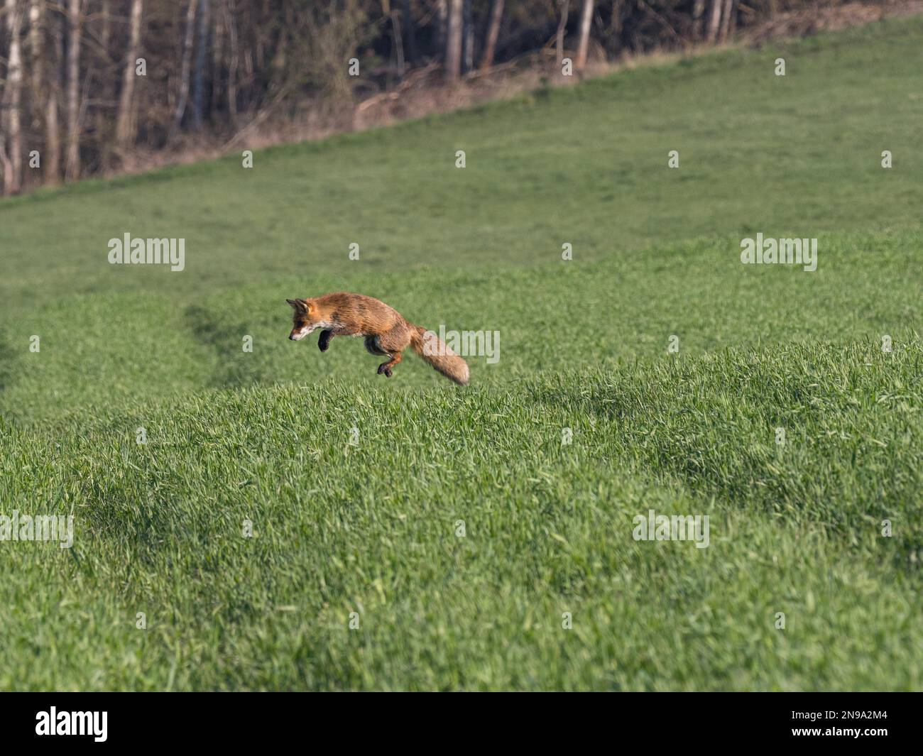 A hunting red fox jumps at its prey Stock Photo - Alamy