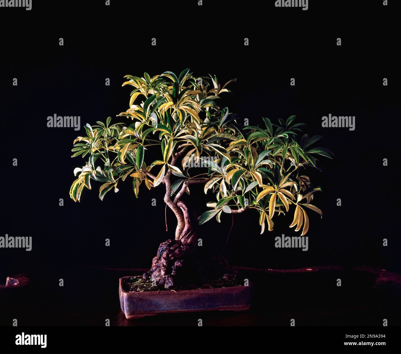 Bonsai, Schefflera arboricola, style, Over the rock, India Stock Photo ...