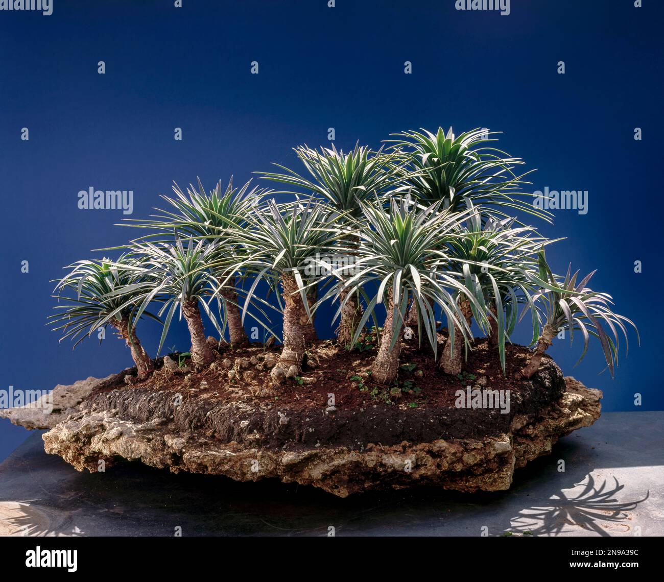 Bonsai, Aloe species style, Forest style on the rock, India Stock Photo ...