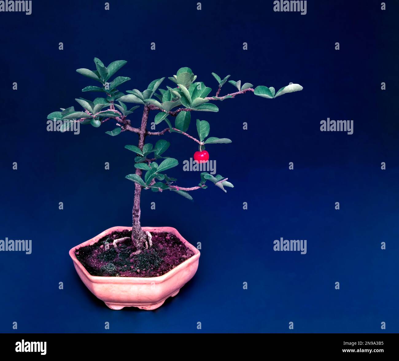 Bonsai, Malpighia punicifolia, the west Indian cherry tree style ...