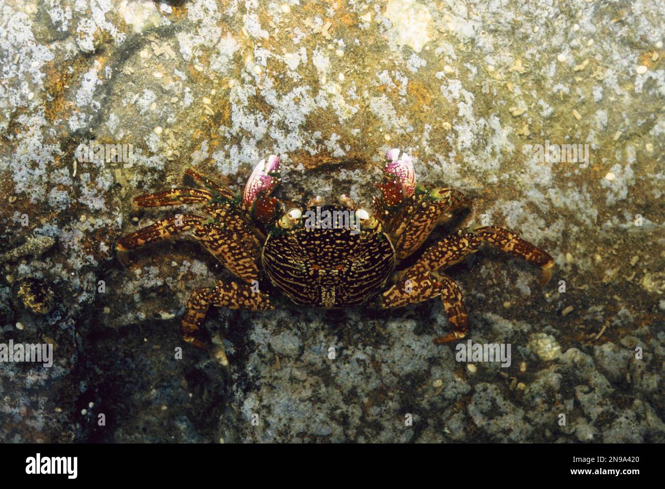 Crab, Andaman & Nicobar Islands, India, Asia Stock Photo - Alamy