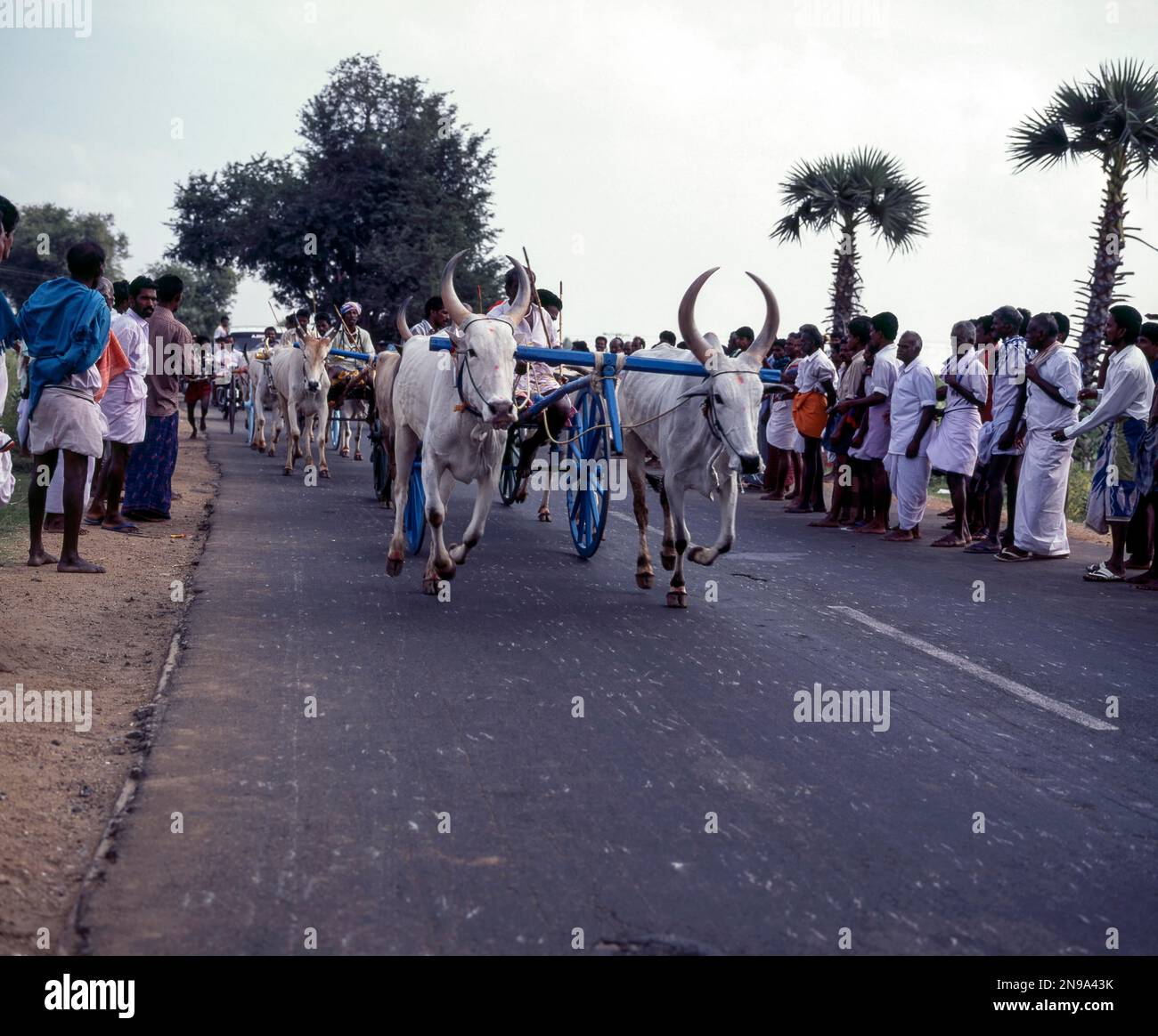 Bullock cart race or Rekla race in Madurai, Tamil Nadu, India, Asia ...