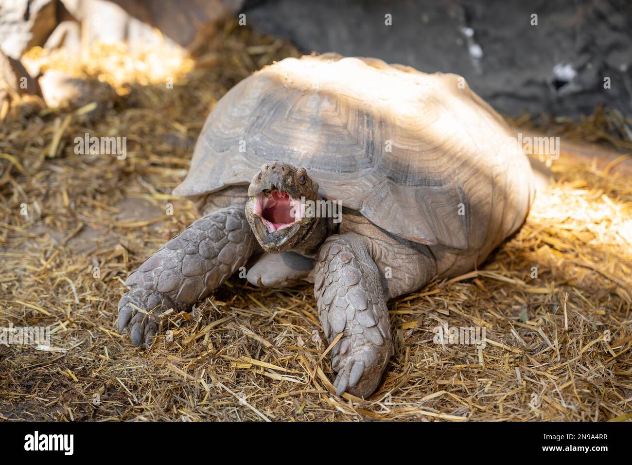 Giant grey tortoise opening mouth waiting for food Stock Photo - Alamy