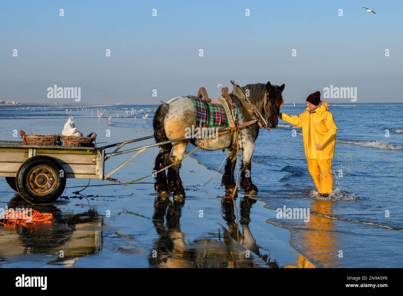 Horse fishermen at work, catching Brown shrimp (Crangon crangon ...