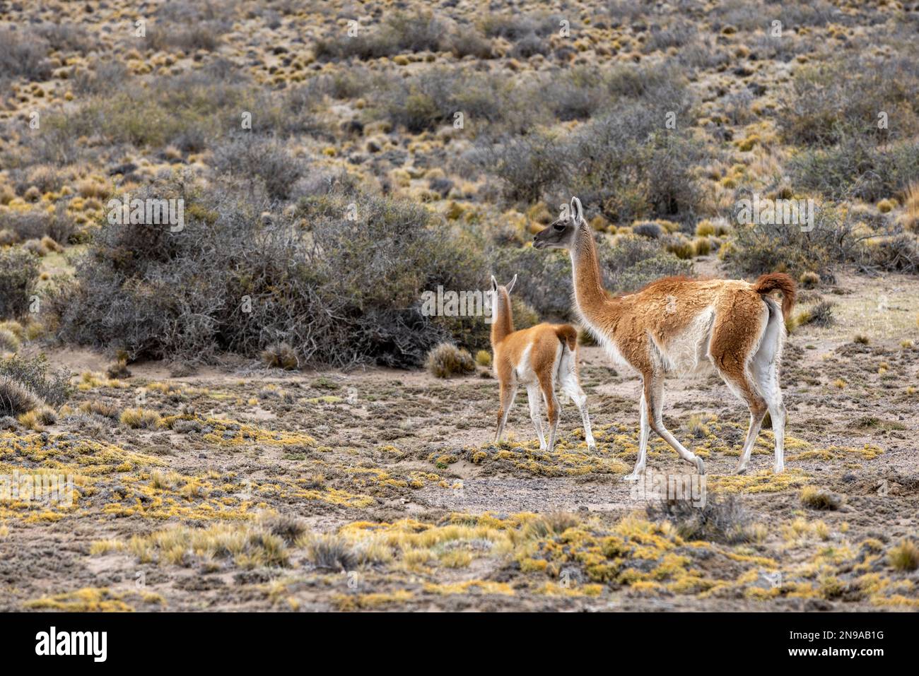 Guanacos in the Parque Patagonia in Argentina, South America Stock ...