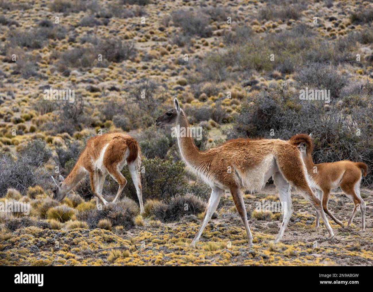 Guanacos in the Parque Patagonia in Argentina, South America Stock ...