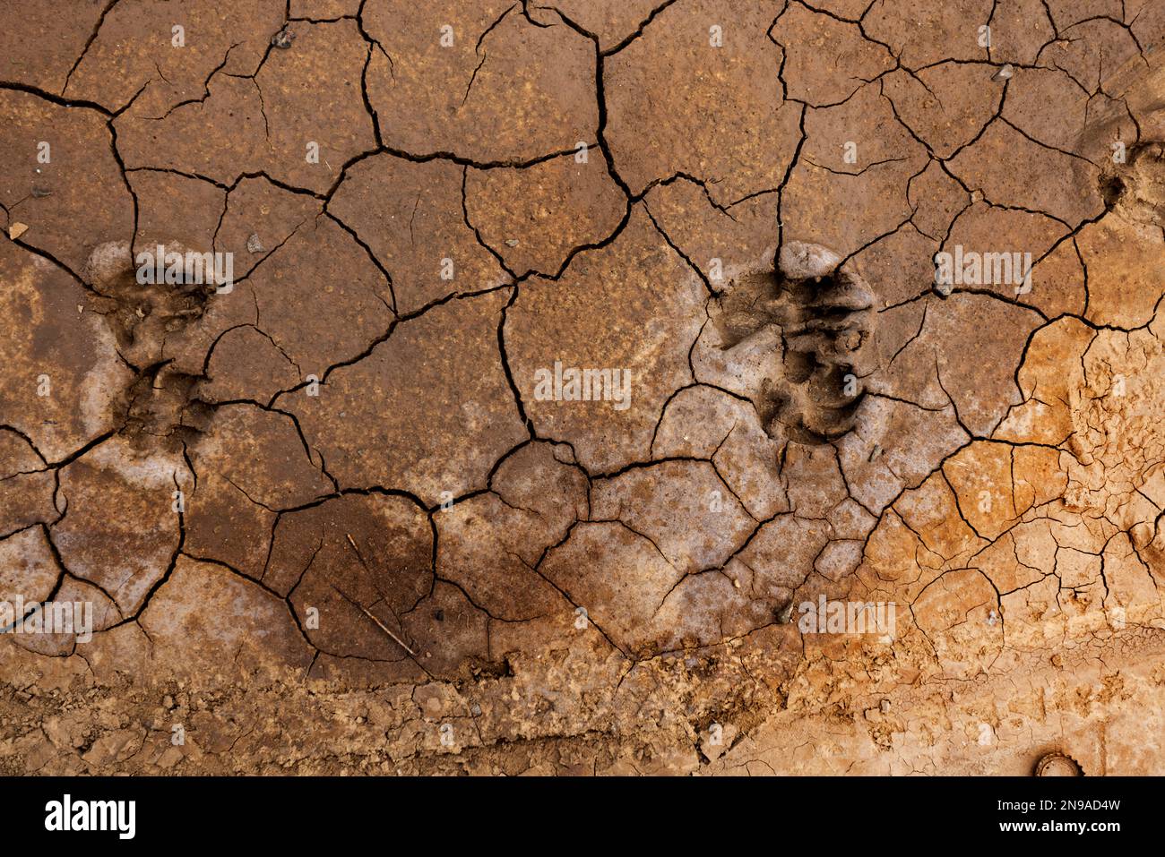 The texture of cracked dry land. Global water scarcity on planet ...