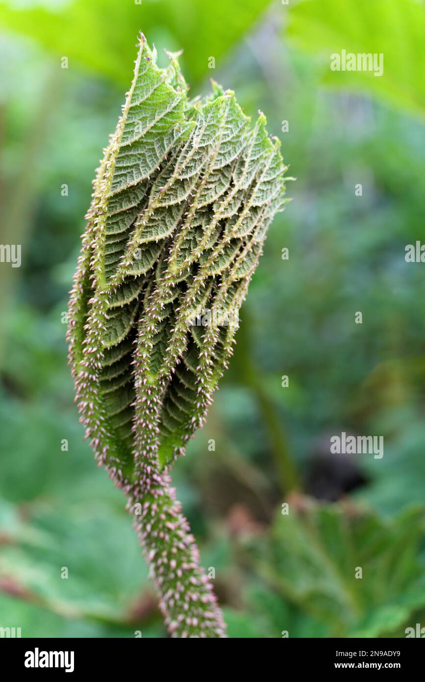 Brazilian Giant Rhubarb (Gunnera manicata) leaf opening in springtime ...