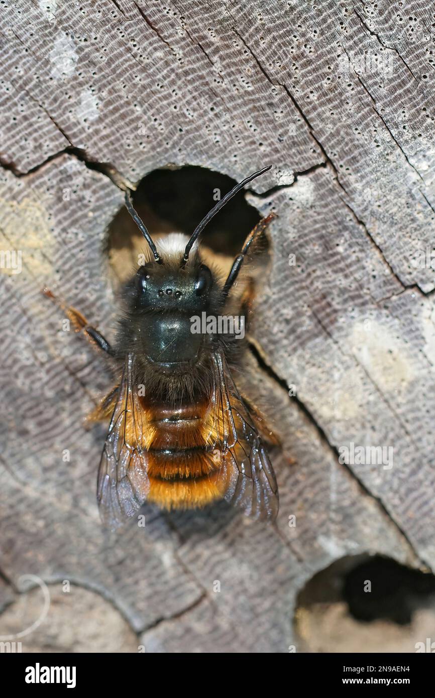 Orchard mason bee hi-res stock photography and images - Alamy