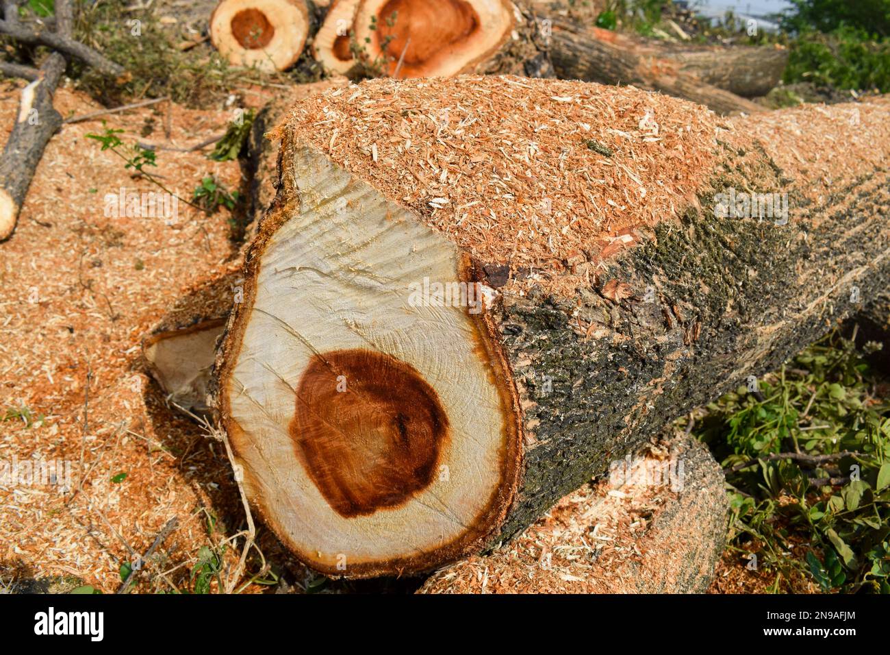 Large cut tree on the ground in the forest Stock Photo - Alamy
