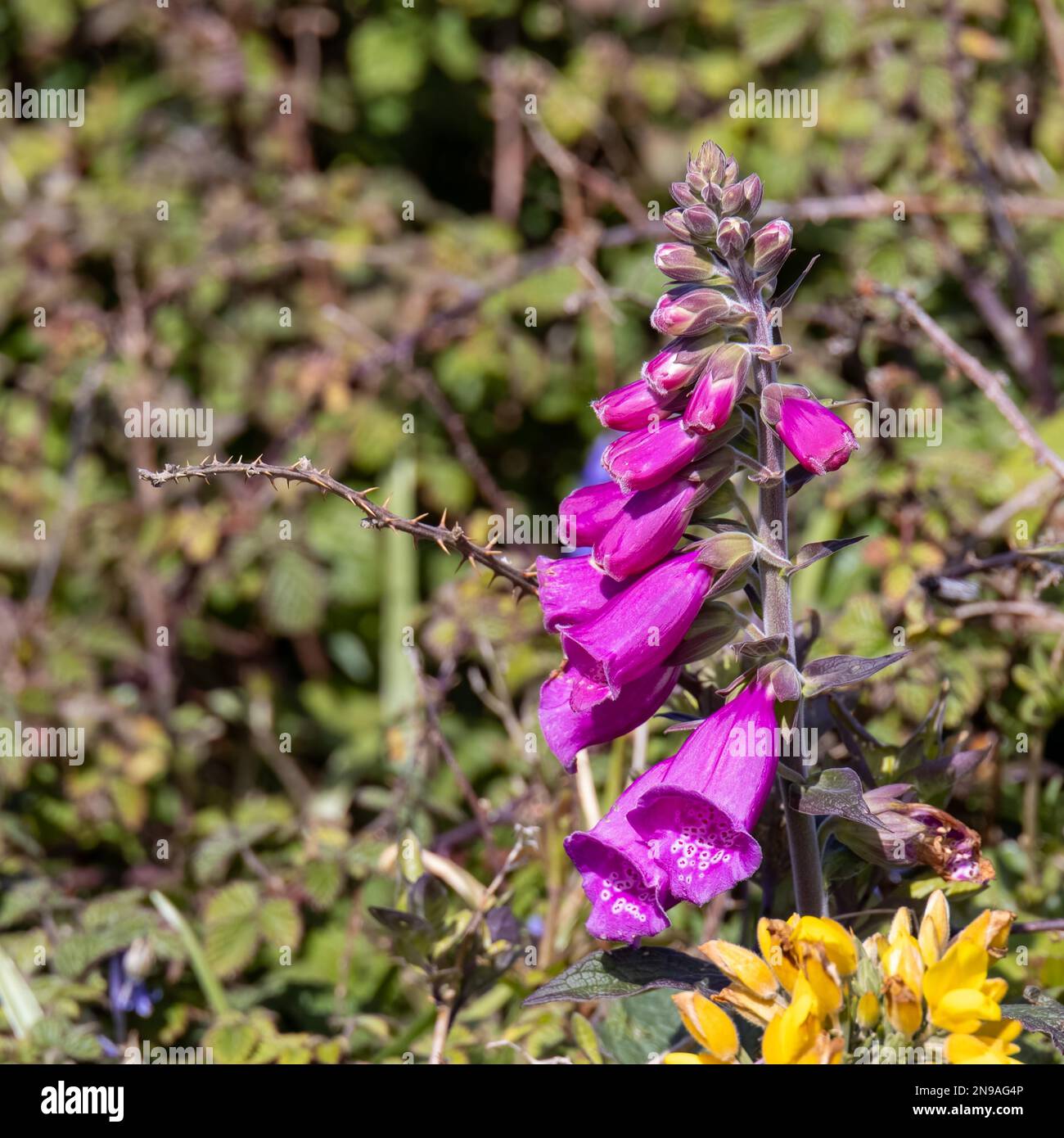 Common Foxgloves (Digitalis purpurea) flowering at Hells Mouth near ...