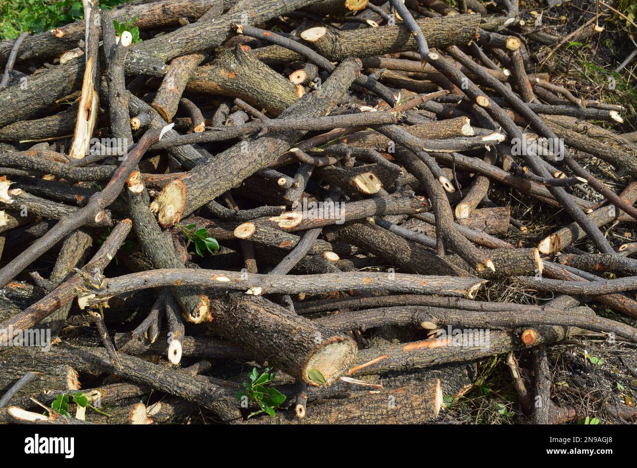 Pile of tree branches as a background texture Stock Photo - Alamy