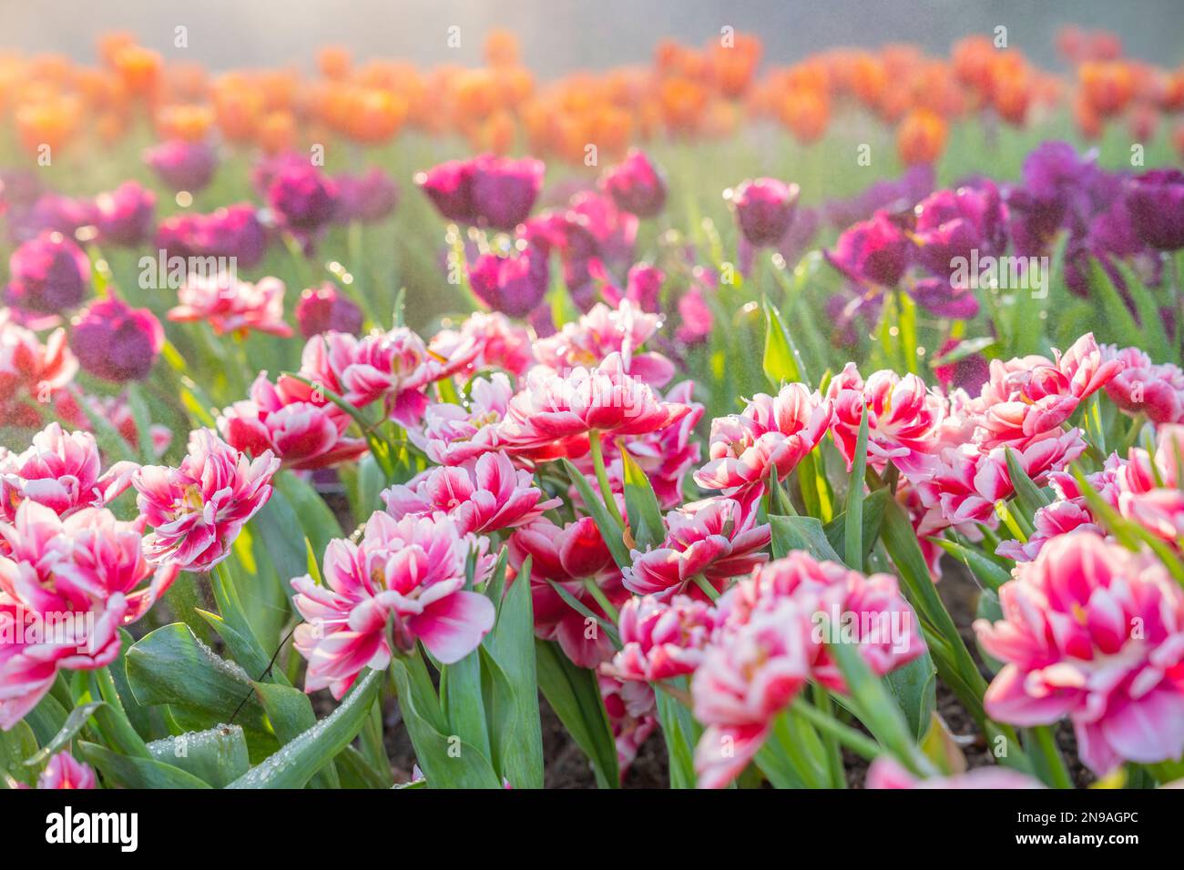 Large flowerbed yellow tulips hi-res stock photography and images - Alamy