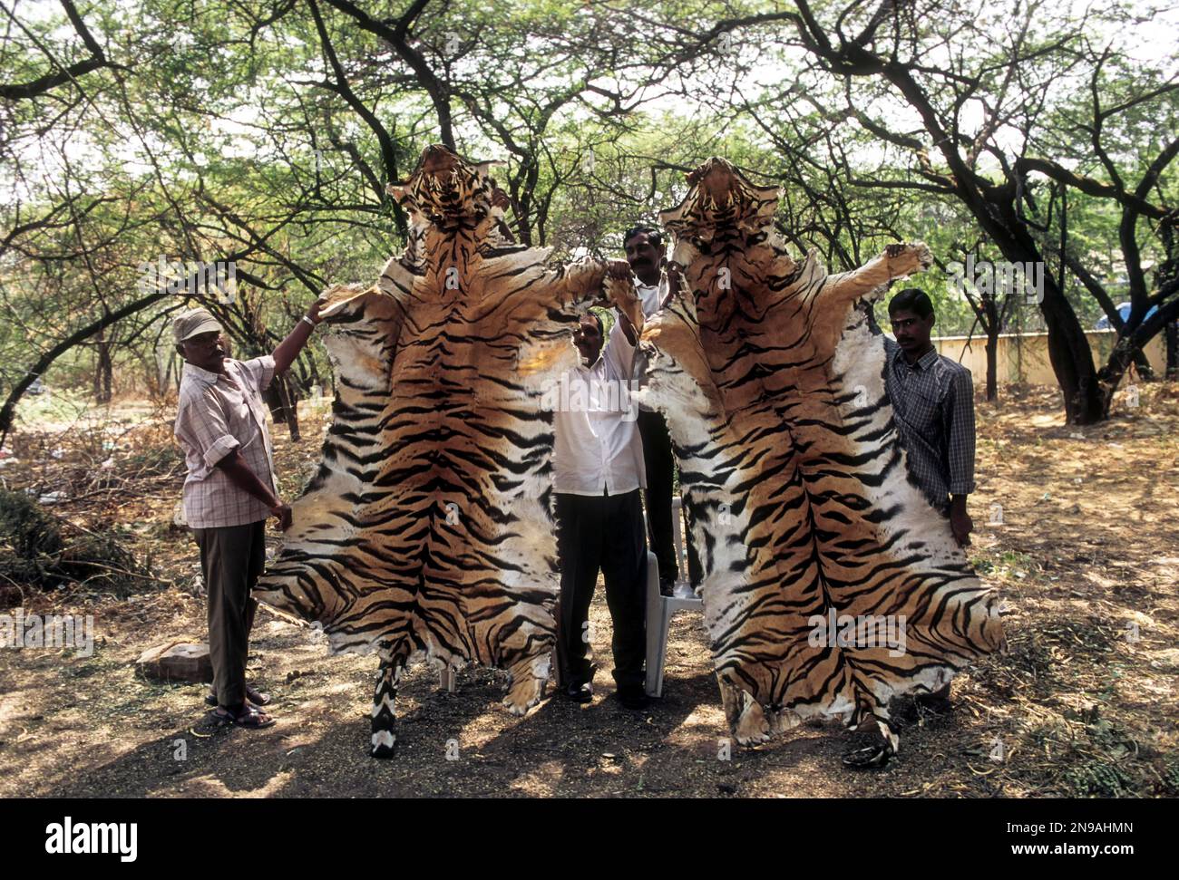 Seized tiger (Panthera tigris) skins;, Tamil Nadu, India Stock Photo ...