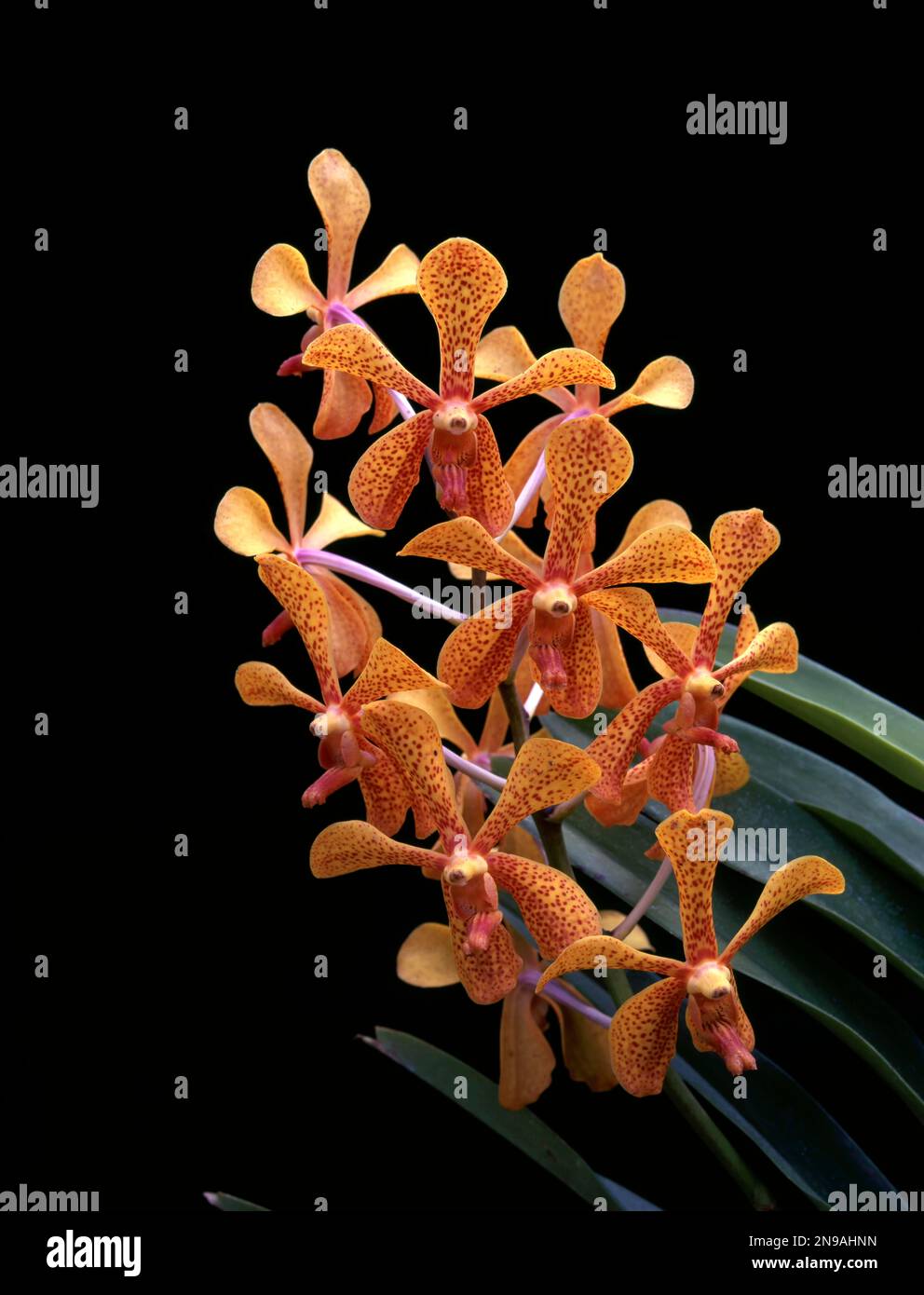 Orchid, Mokkara punee in Nilgiris, Tamil Nadu, India, Asia Stock Photo ...