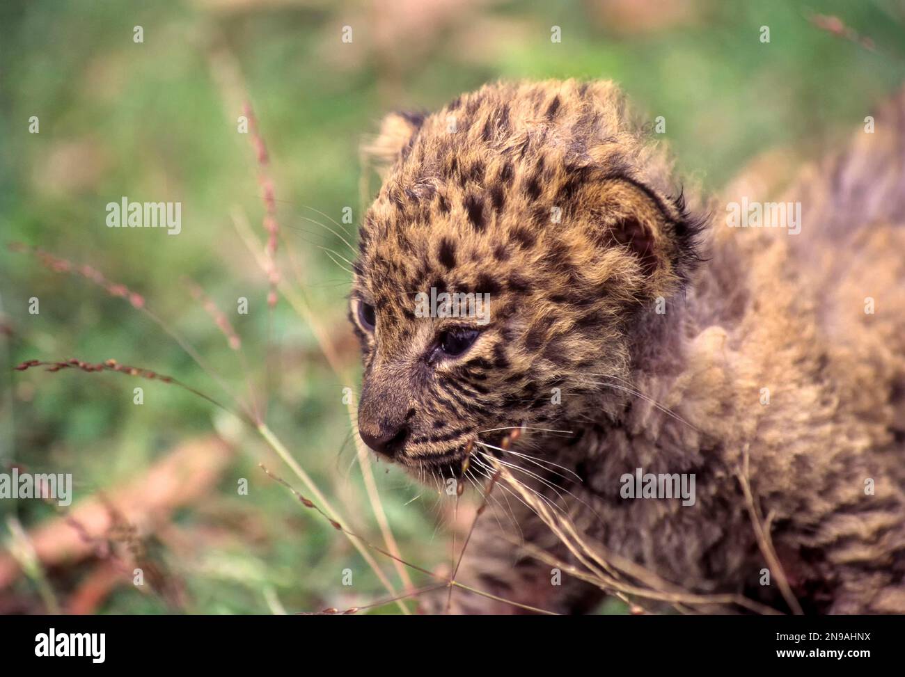 21 days old Leopard (panthera pardus) cub in Bandipur National Park ...