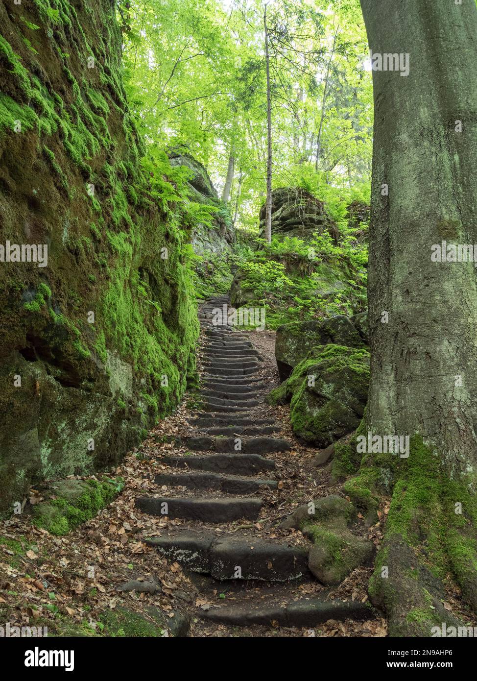 Sandstone staircase in the Uttewalder Grund gorge in Saxon Switzerland ...