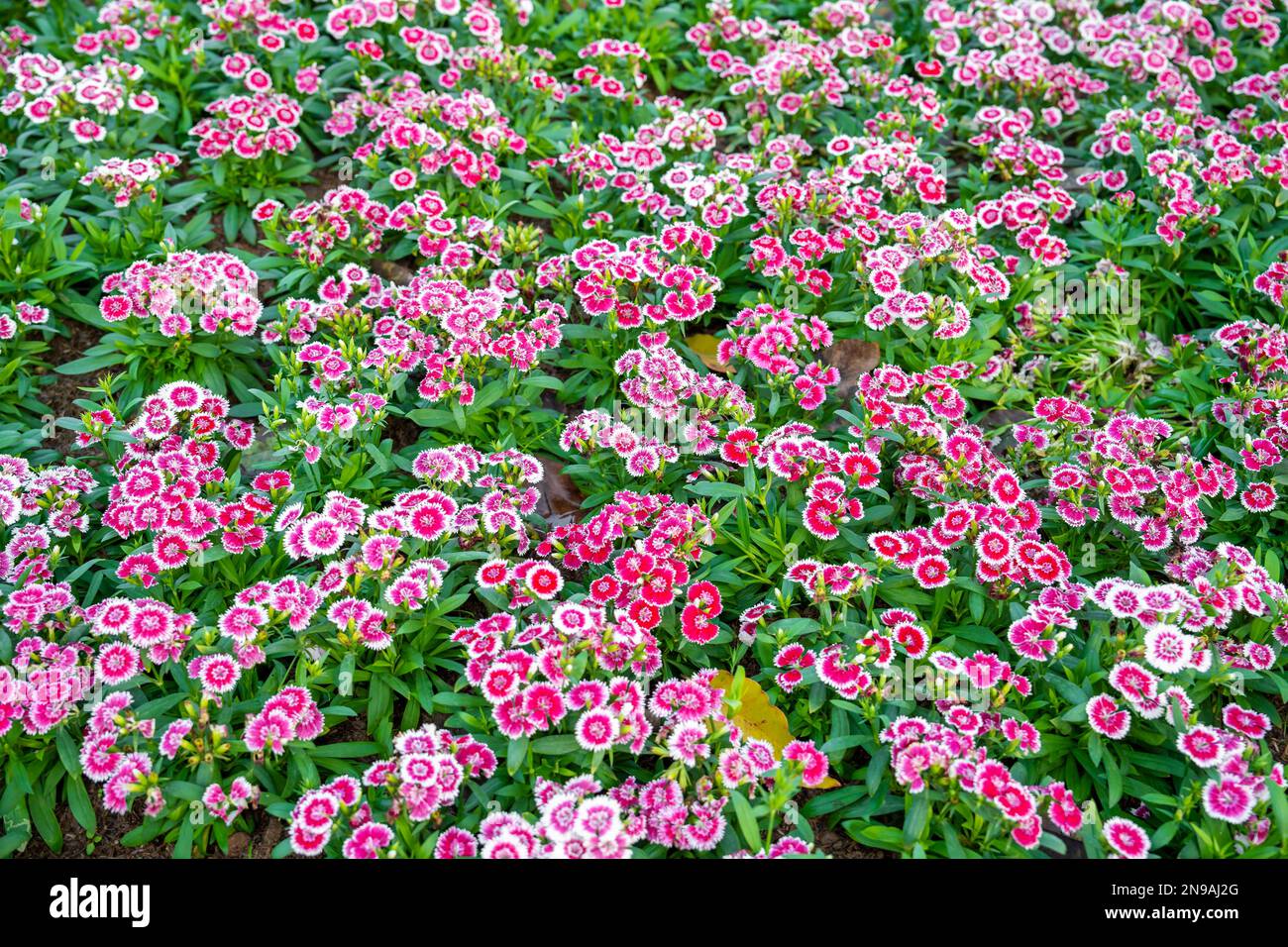 Brightly coloured clump of sweet williams, dianthus barbaticus,in ...