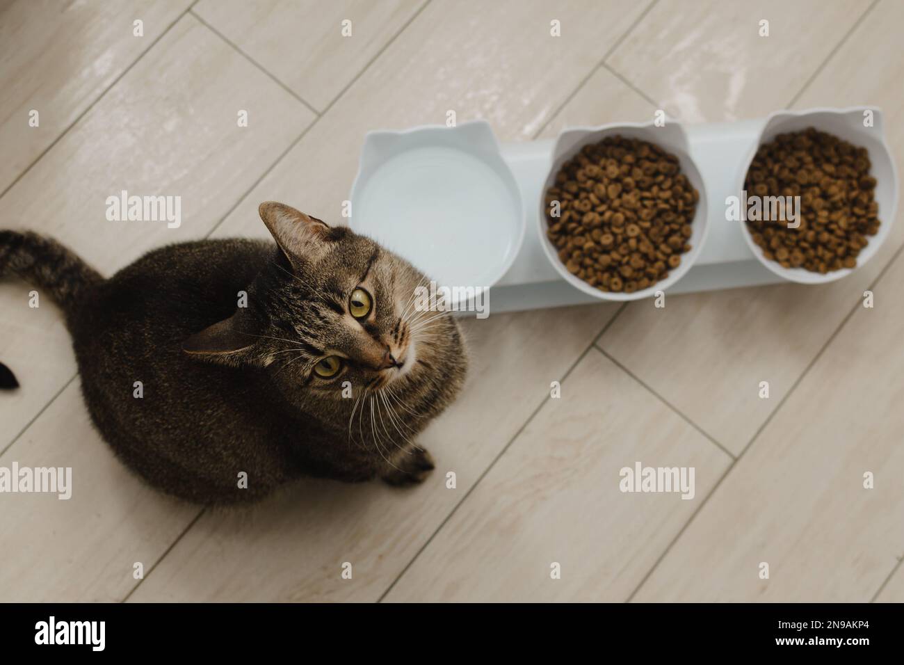 Beautiful feline cat eats food hi-res stock photography and images - Alamy