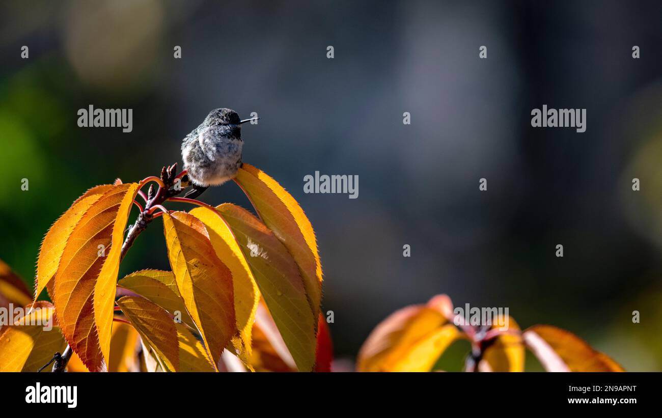Calypta hi-res stock photography and images - Alamy
