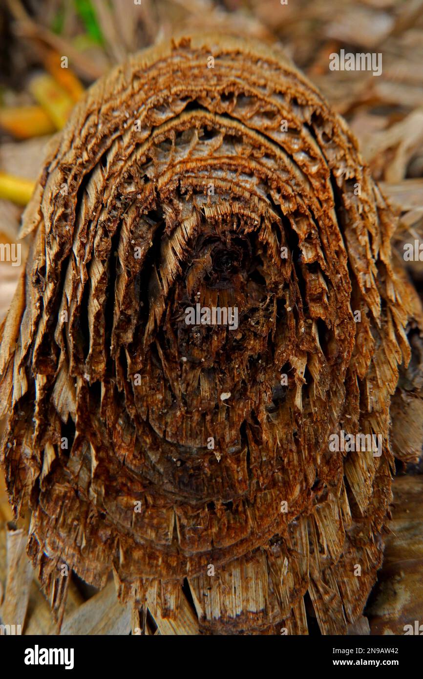 Deep Texture Of Dried Banana Tree Stock Photo - Alamy