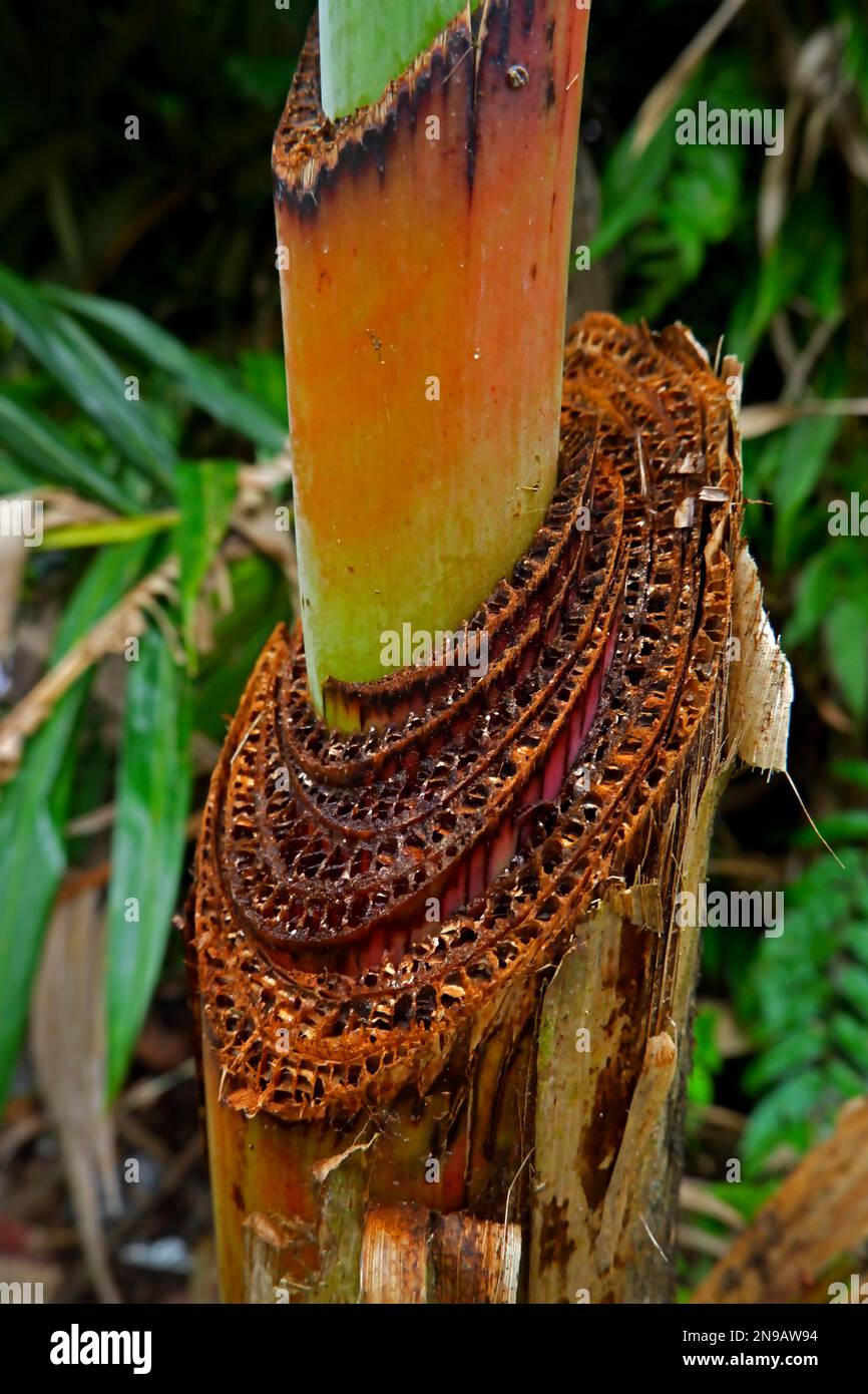 A Young Shoot Of A Banana Tree Growing From The Parent Tree Stock Photo ...