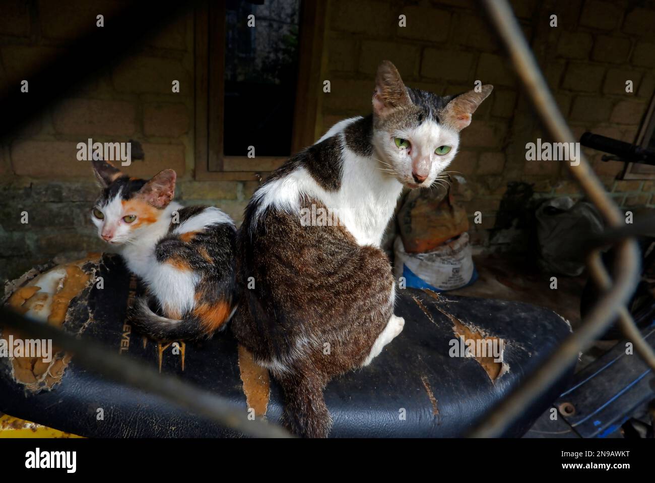 Two Cats Sitting On A Motorbike, Behind An Iron Wire In The Afternoon ...