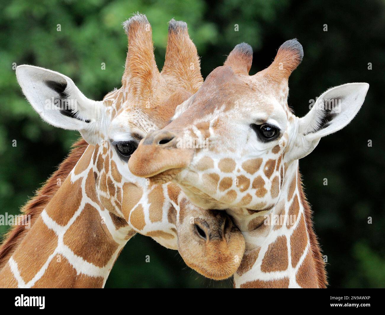 Giraffe bull 'Lengai', left, cuddles with Giraffe lady 'Limber', right ...