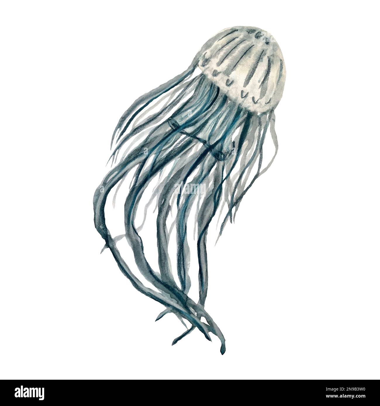 Jellyfish medusa blue ocean sea watercolor sketch Stock Photo - Alamy