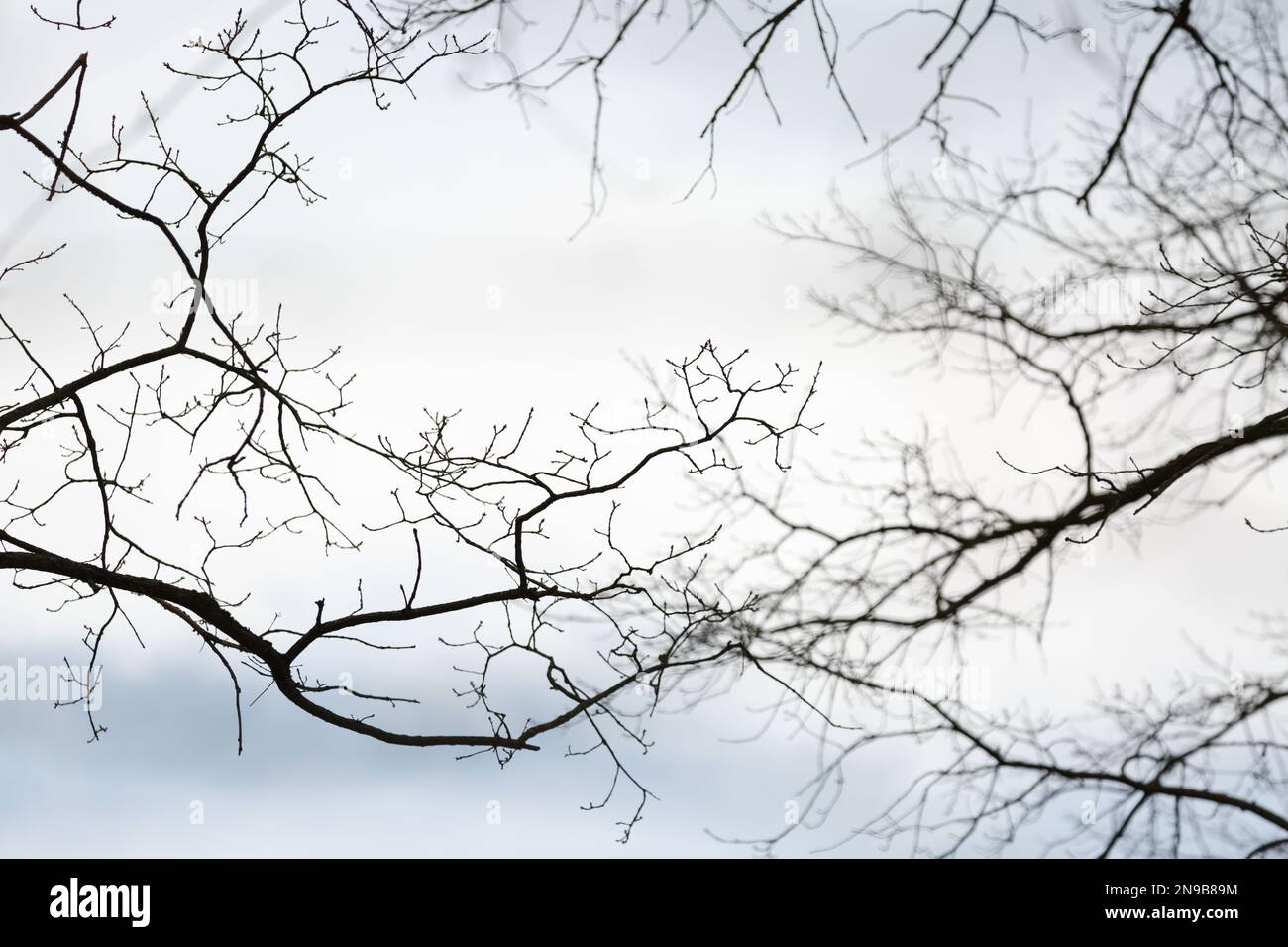 black branches without foliage on a blurry sky background Stock Photo ...