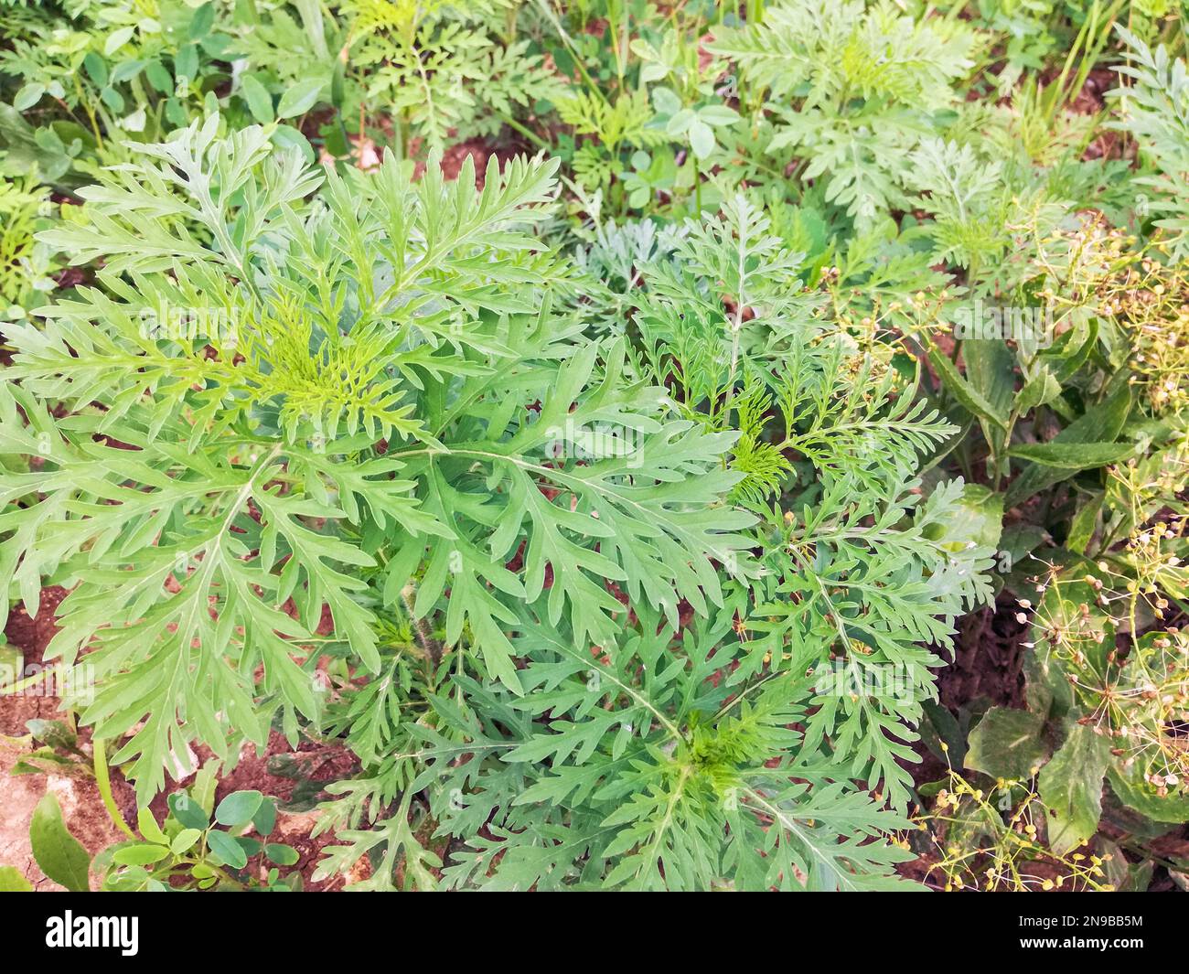 American common ragweed. Young bushes have not yet bloomed ambrosia ...