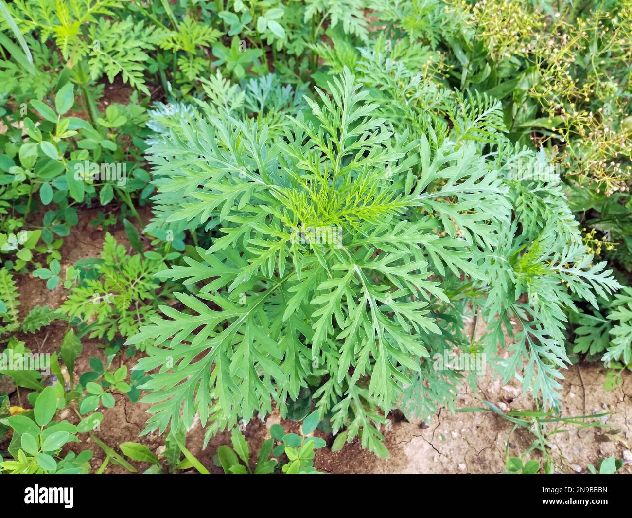 American common ragweed. Young bushes have not yet bloomed ambrosia ...