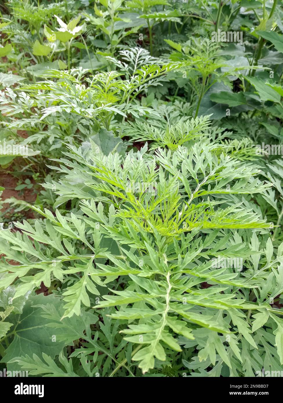 American common ragweed. Young bushes have not yet bloomed ambrosia ...