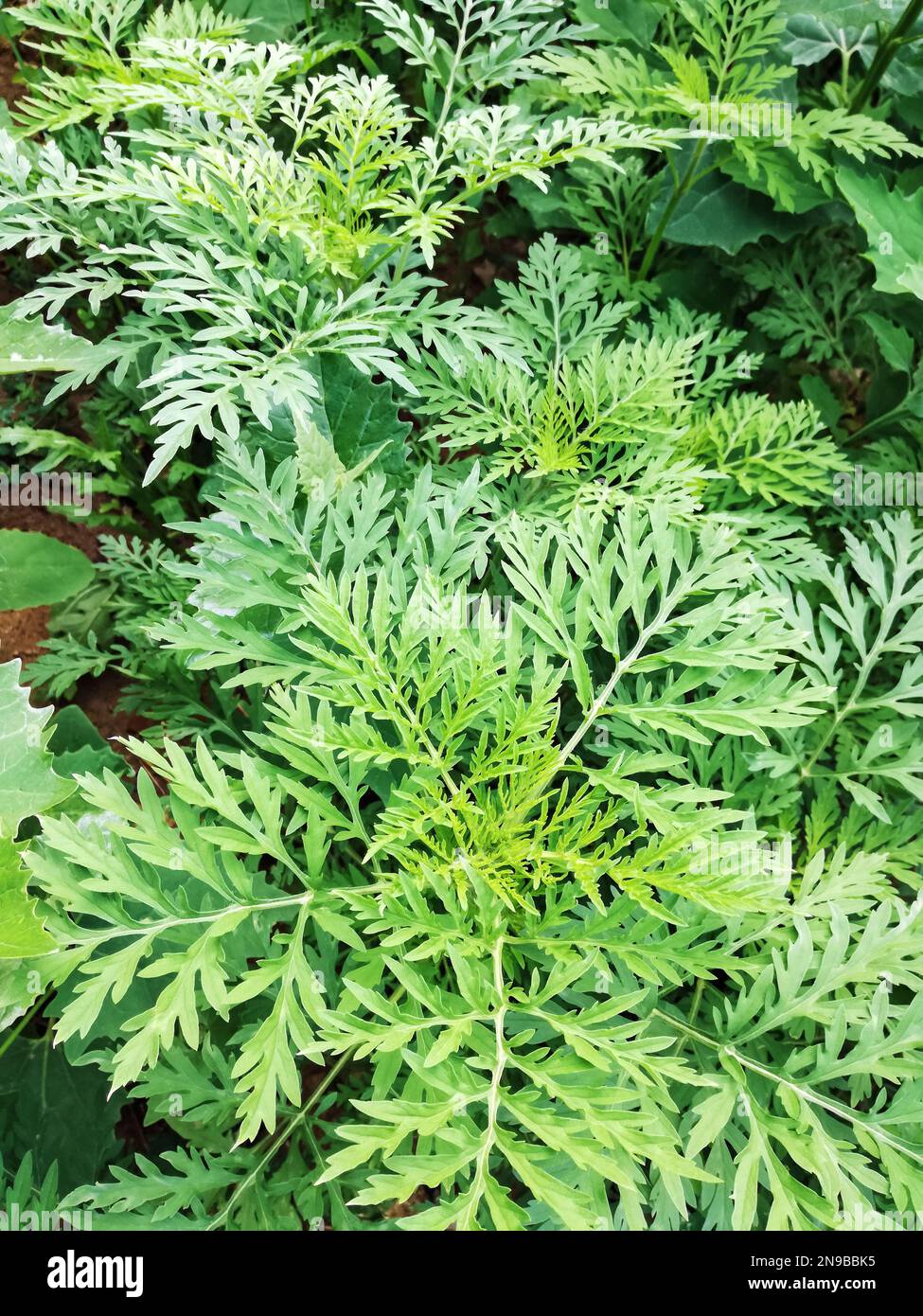 American common ragweed. Young bushes have not yet bloomed ambrosia ...