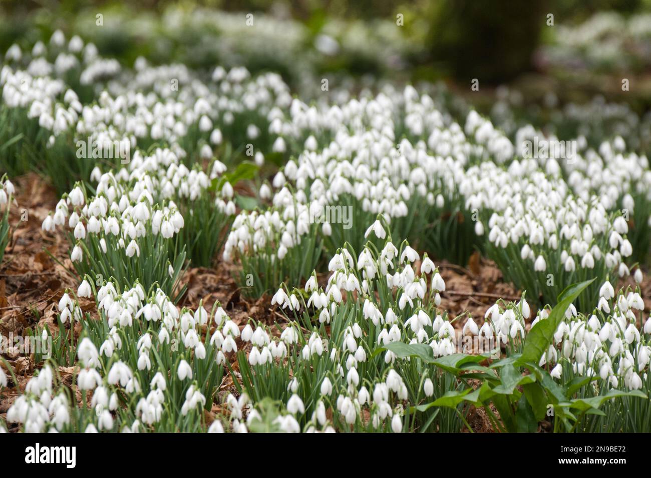 winter flowering snowdrops, galanthus nivalis growing in UK woodland ... winter flowering snowdrops, galanthus nivalis growing in UK woodland ...