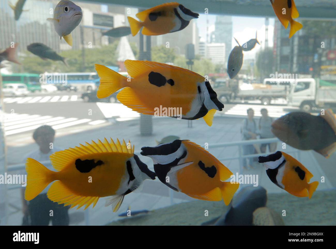 People watch tropical fish from Okinawan sea on display in a glass tank ...