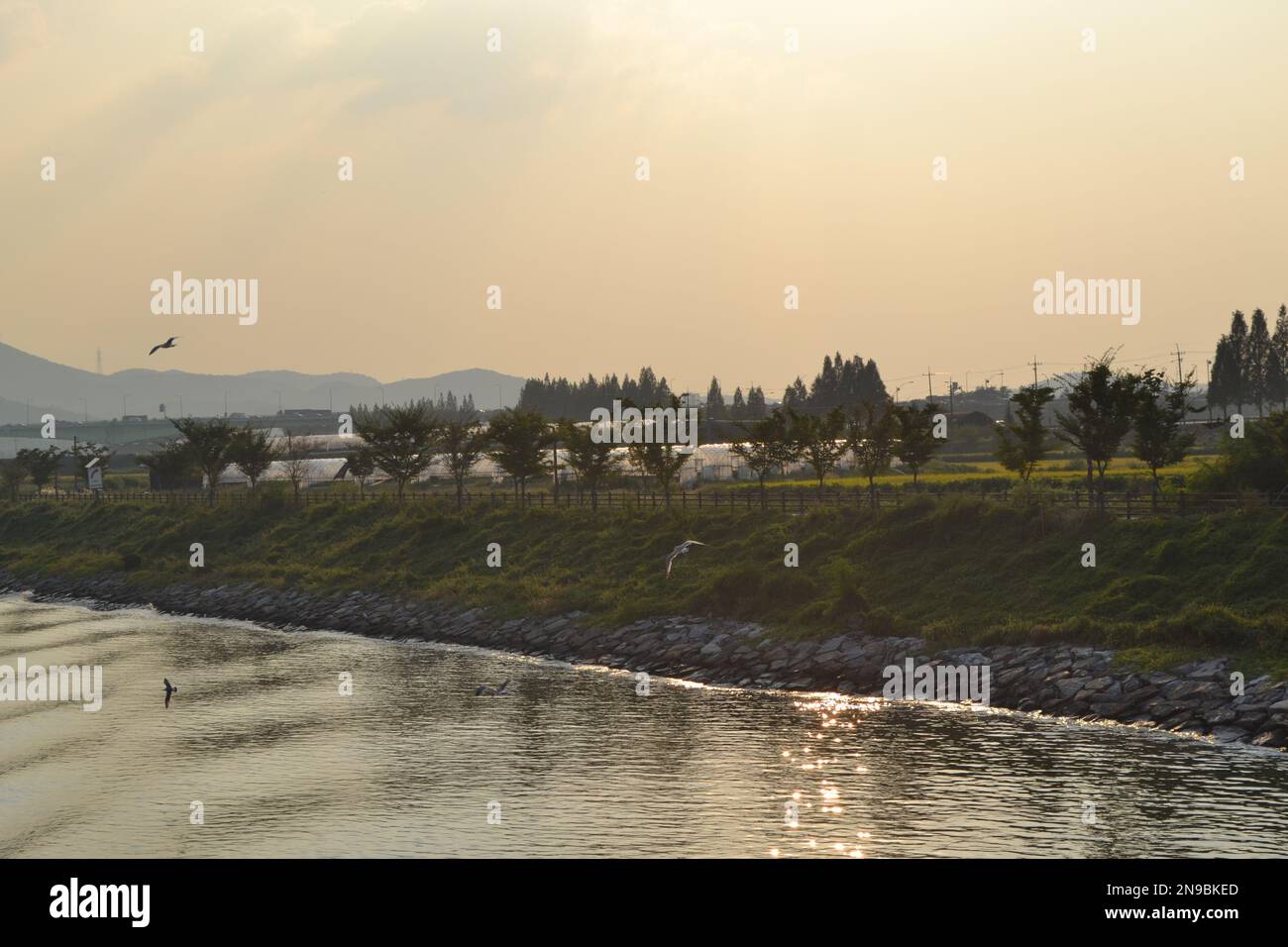 A scenic shot of trees on the bank of Hangang River in Seoul, Korea ...