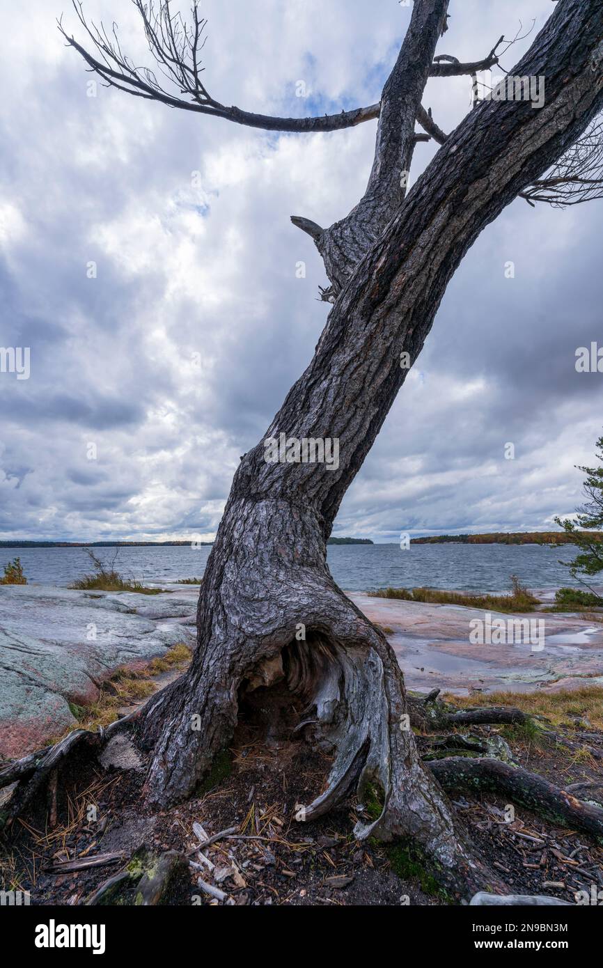 A vertical shot of the tree trunk in killbear provincial park, Ontario ...