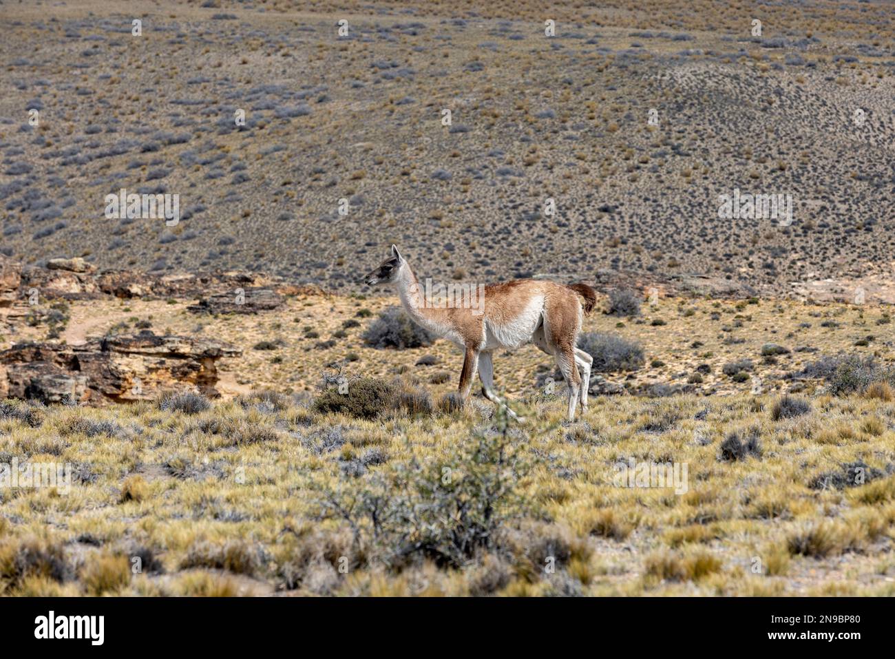 Guanaco in the Parque Patagonia in Argentina, South America Stock Photo ...