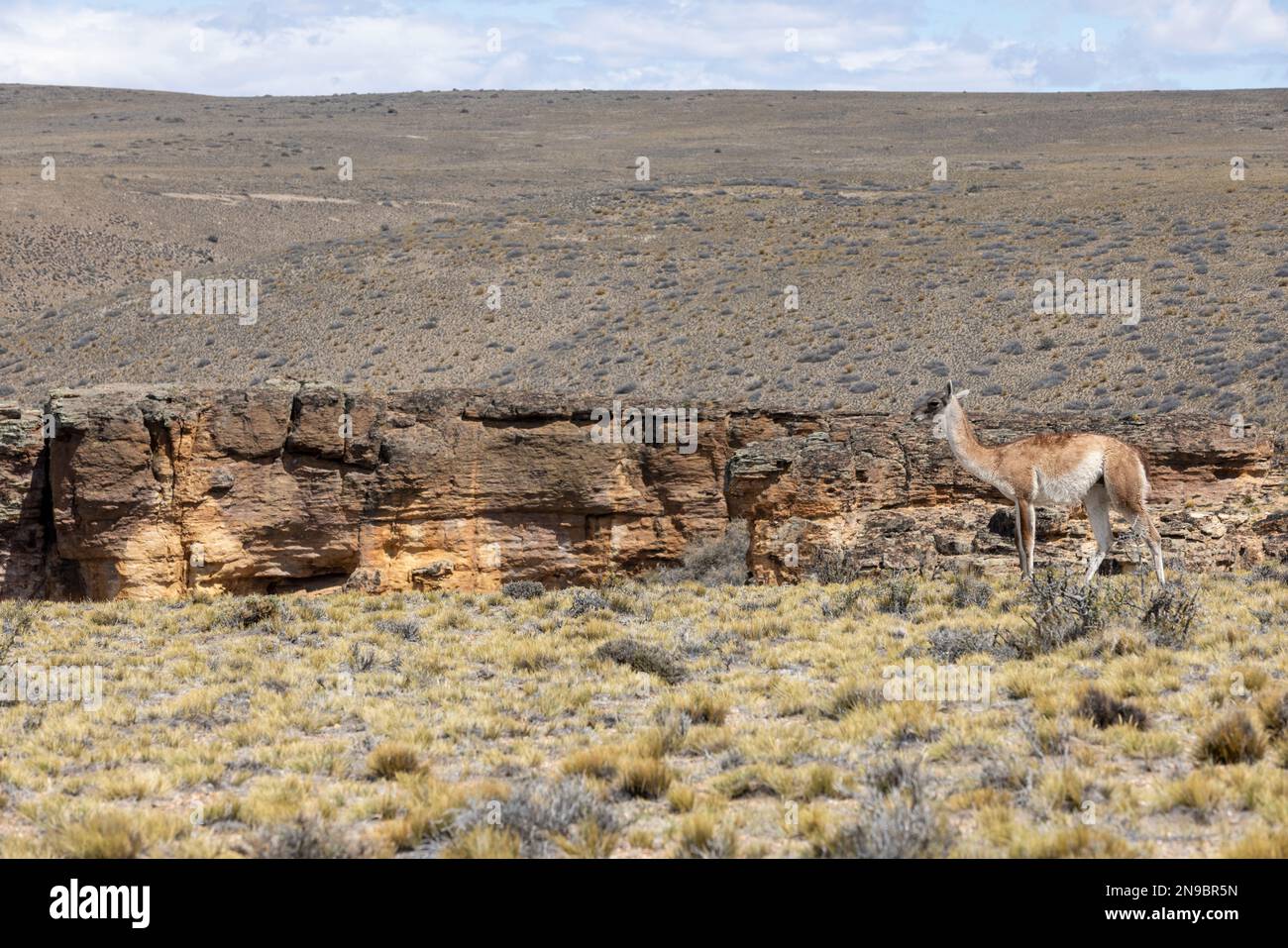 Guanaco in the Parque Patagonia in Argentina, South America Stock Photo ...