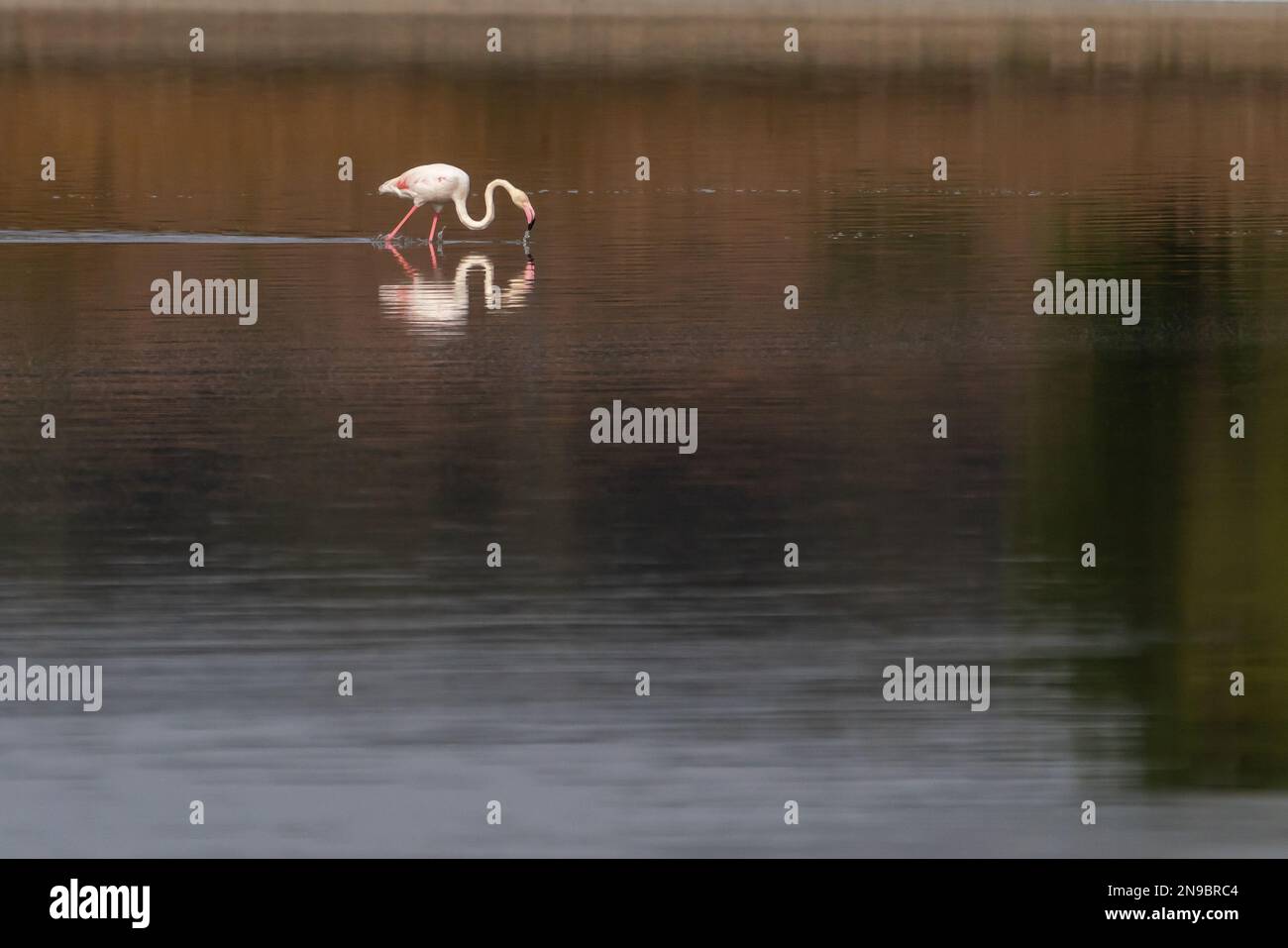 A flamingo captured on a salty lagoon in a quiet natural environment ...