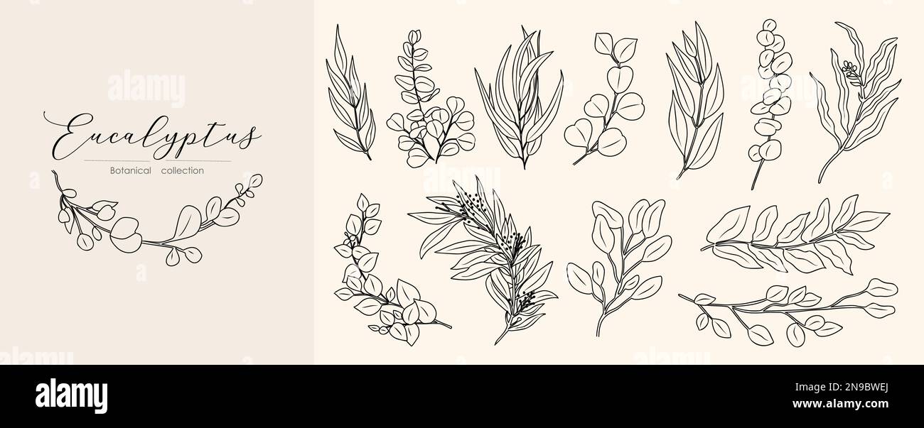 Eucalyptus Line Drawing Print Set vector illustrations Stock Vector ...