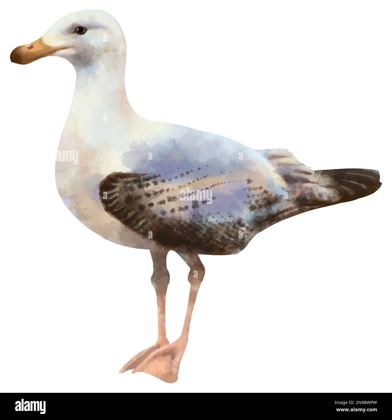 Drawing of a seagull, albatross, sea bird. High quality illustration ...