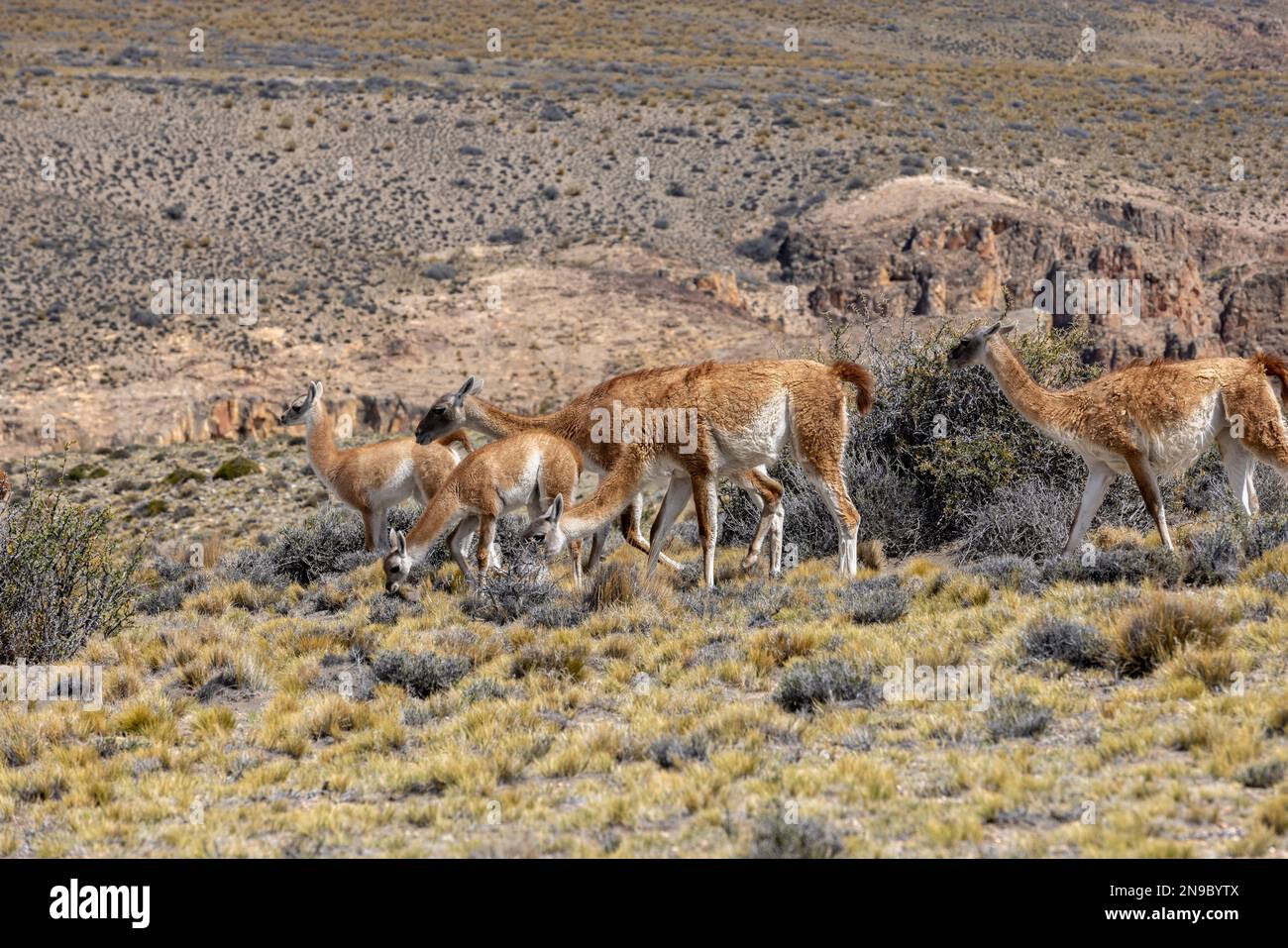 Guanacos in the Parque Patagonia in Argentina, South America Stock ...